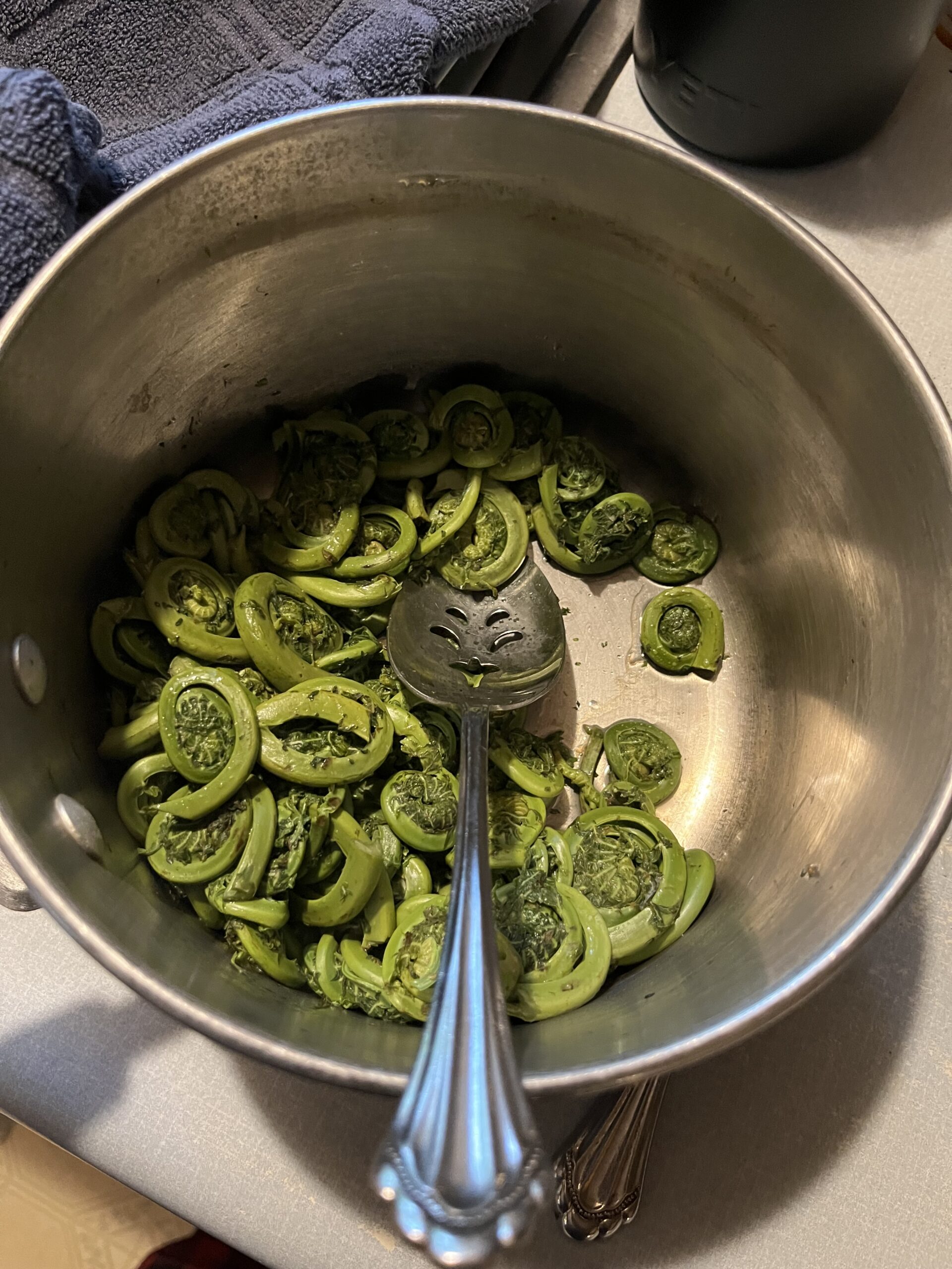 Fiddleheads – Tim Cotton Writes