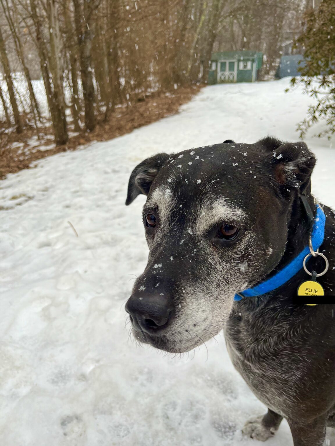 Scraping Our Way Through Winter – Tim Cotton Writes