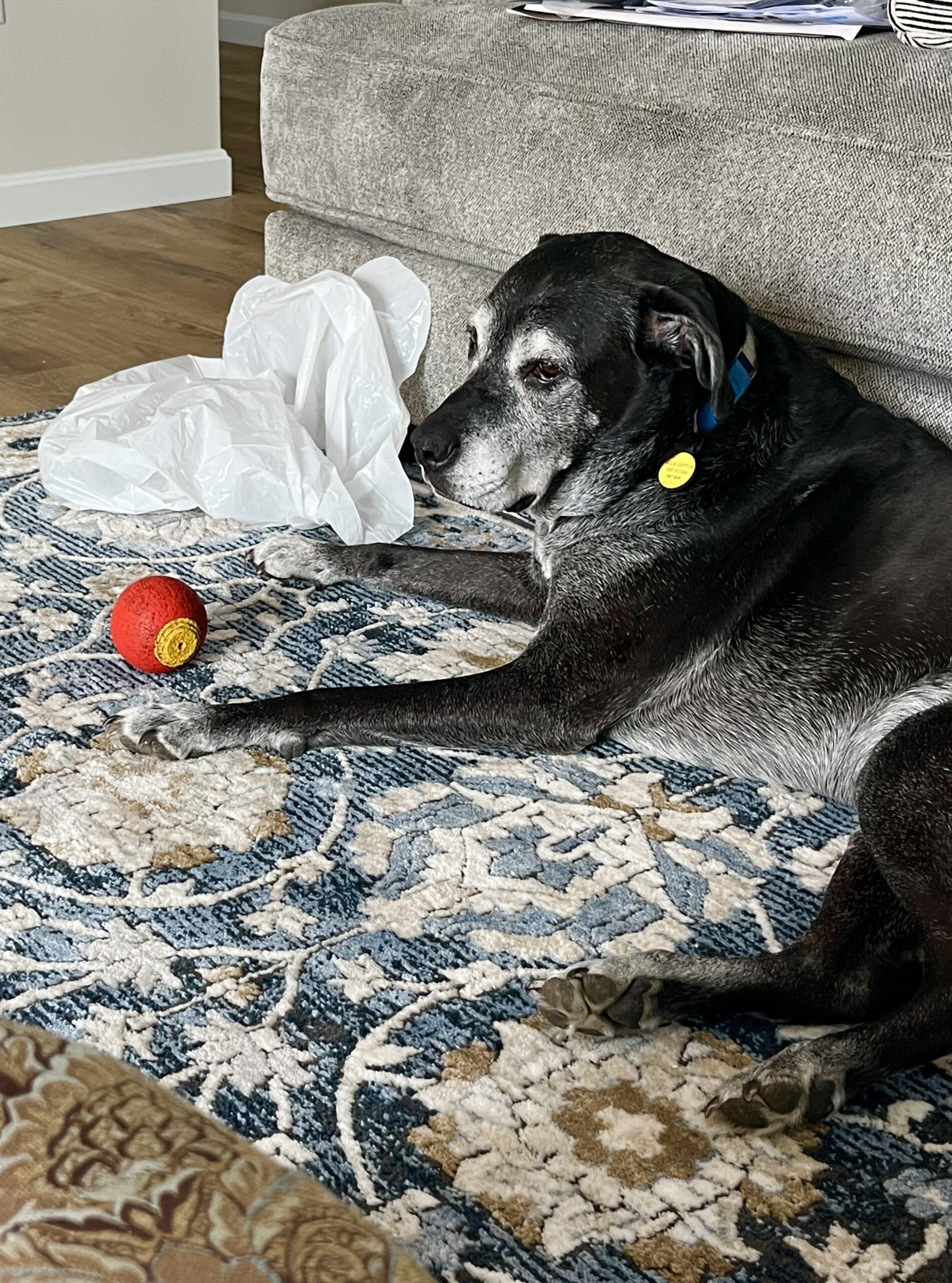 The Dog – Tim Cotton Writes