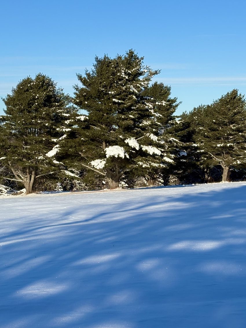 Branches – Tim Cotton Writes