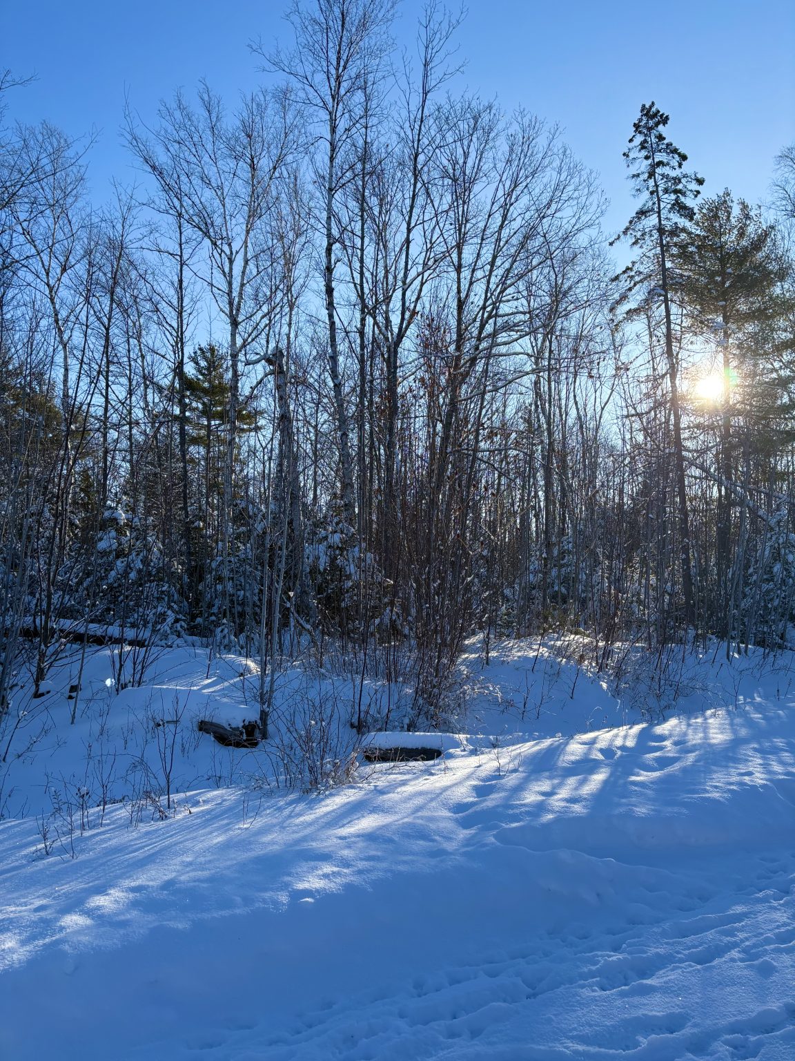Branches – Tim Cotton Writes